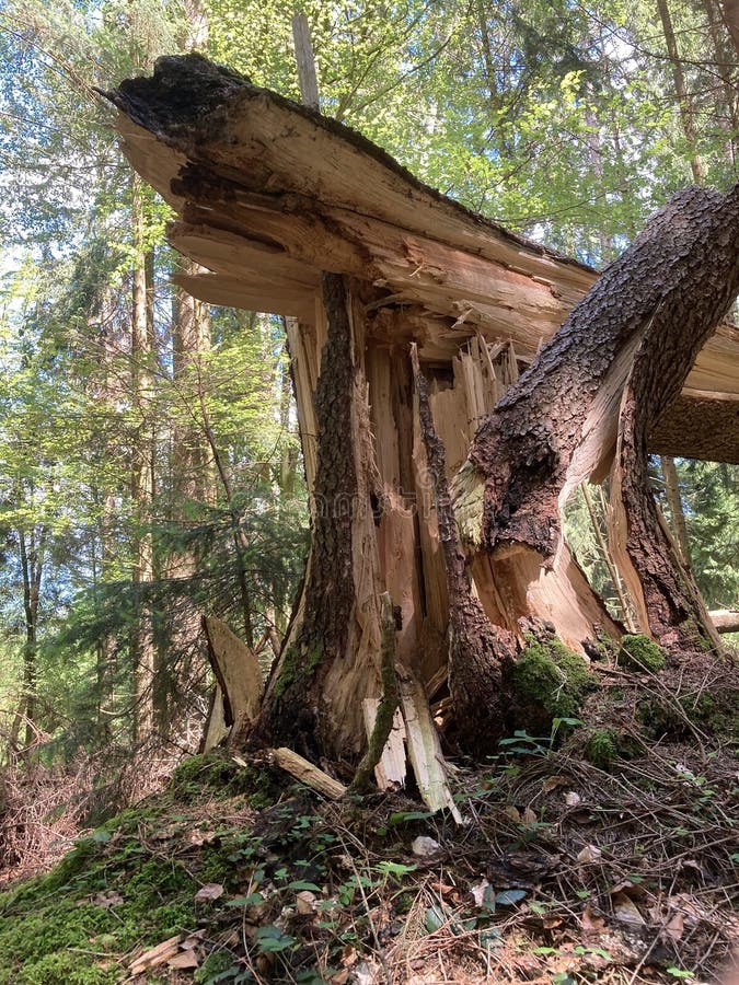 Trunk and Base of a Fallen Tree Stock Image - Image of trunk, fallen ...