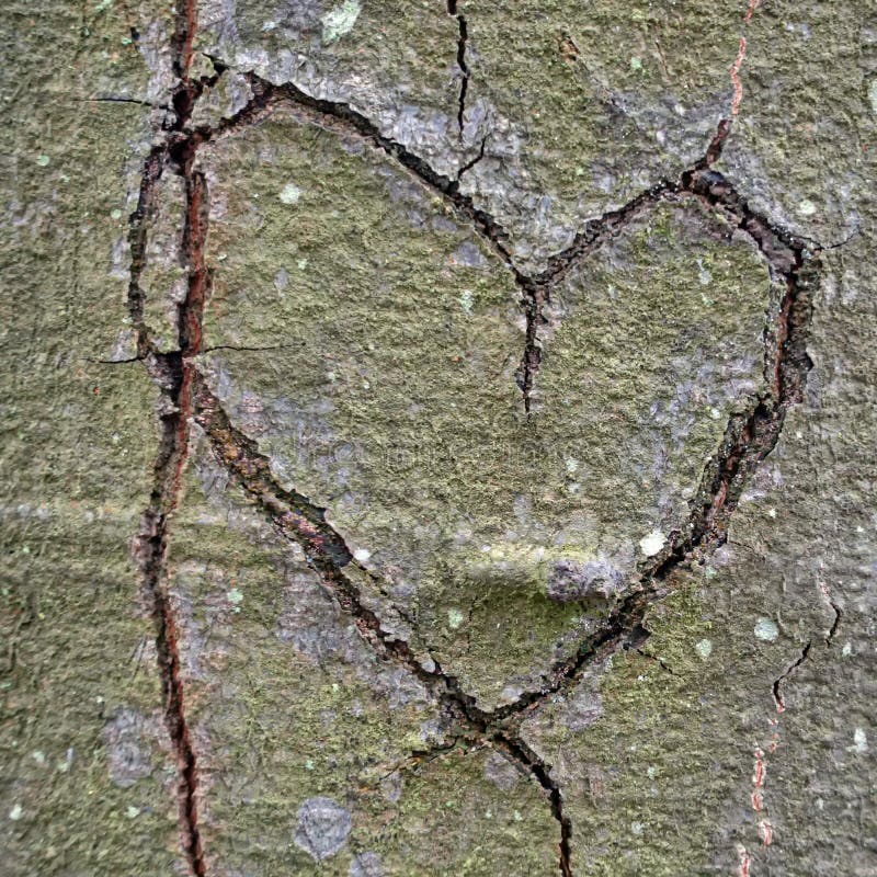 Trunk of Beech Tree with Carved Heart Symbolizing Love Stock Photo ...