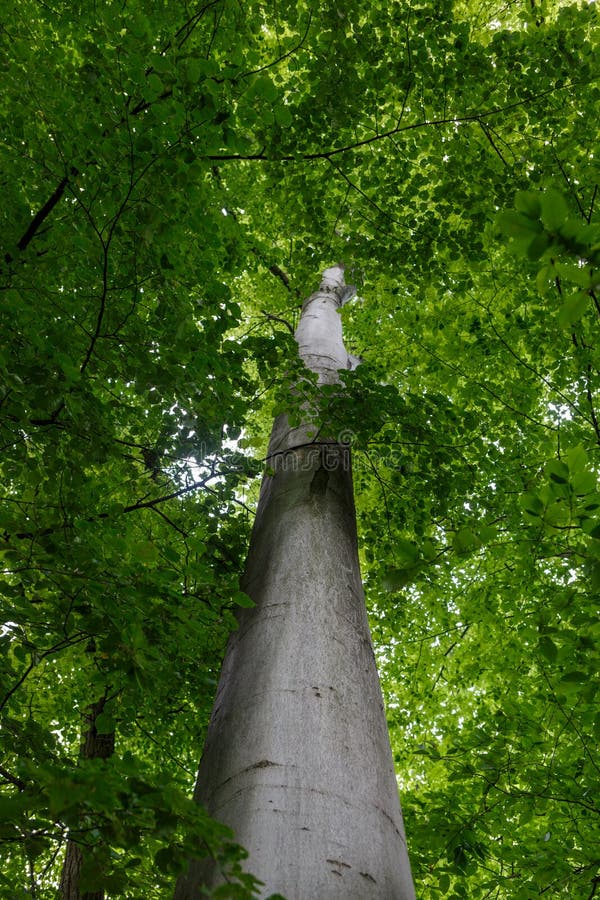 Trunk of Beech Tree in the Park Stock Photo - Image of foliage, growth ...