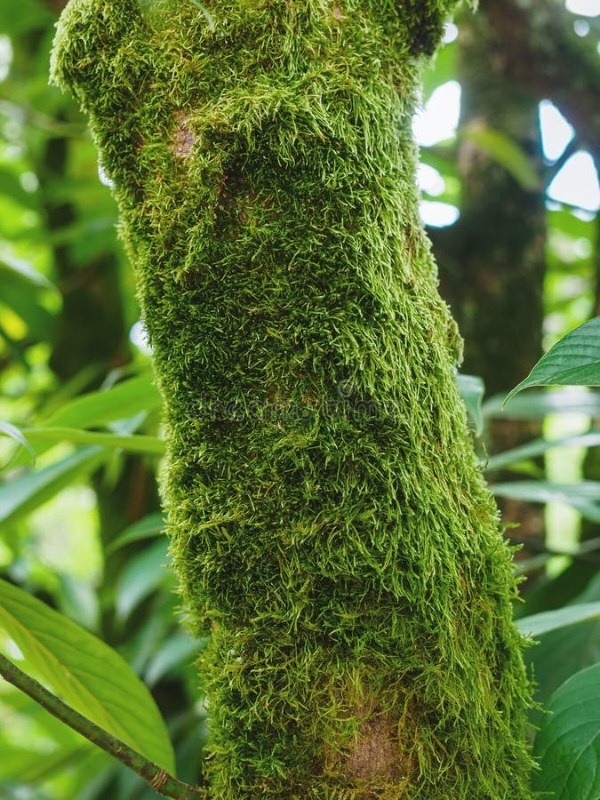 Trunk Beilschmiedia Roxburghiana Nees Stock Photo - Image of growth ...