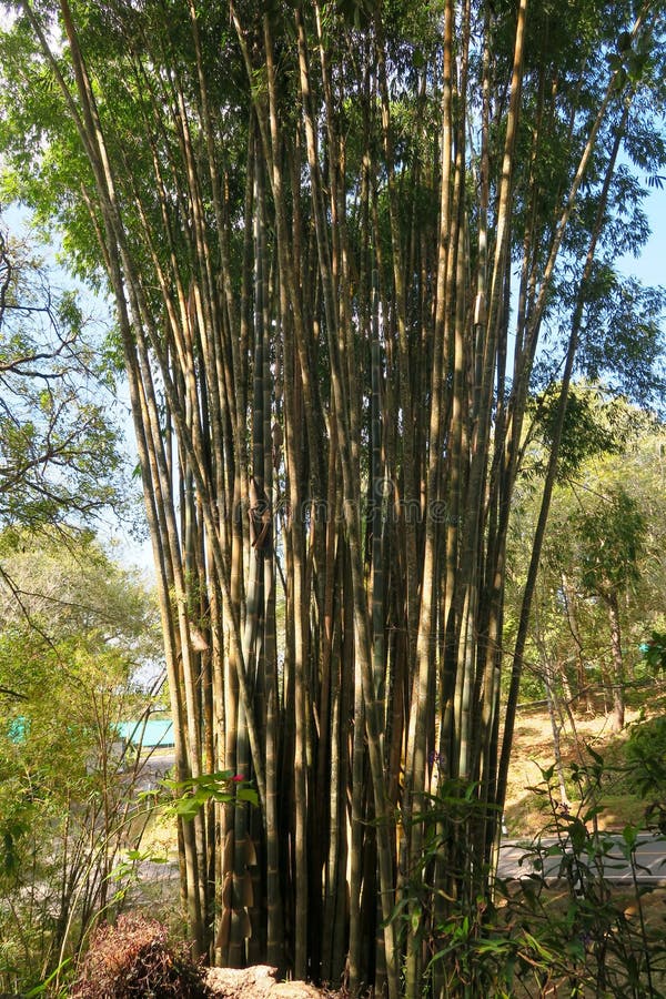Trunk of Big Bamboo Trees in a Garden Stock Image - Image of natural ...
