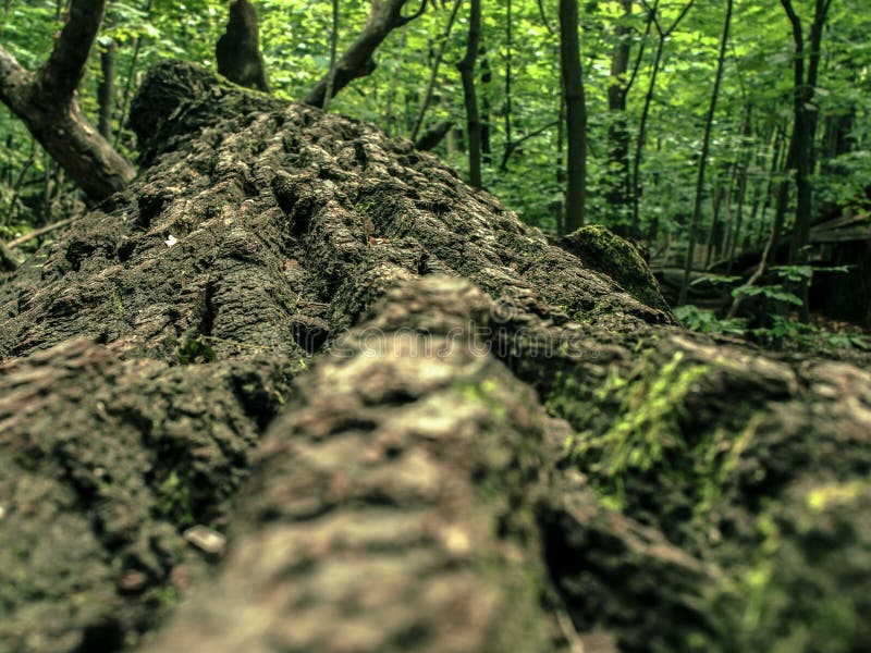Trunk of a big felled tree stock photo. Image of branches - 124269286