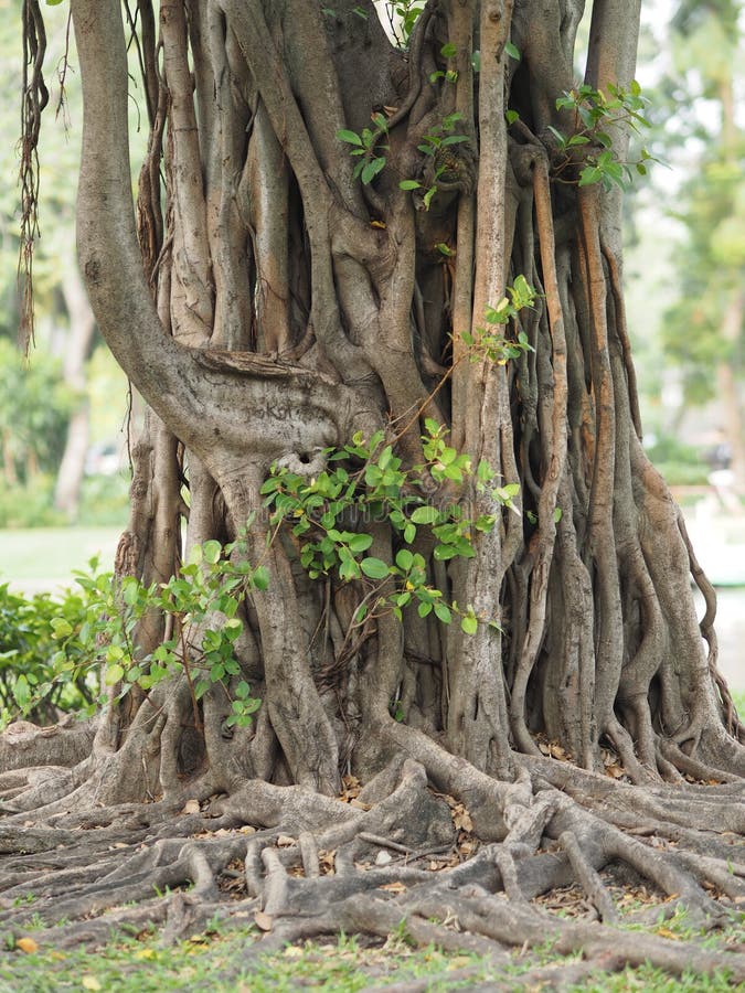 Large Trunk Big Tree Bark Rough Texture Stock Photo - Image of tree ...