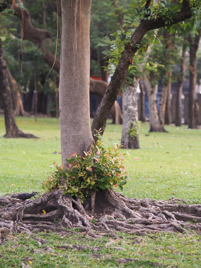 Large Trunk Big Tree Bark Rough Texture Stock Photo - Image of rough ... Large Trunk Big Tree Bark Rough Texture Stock Photo - Image of rough ...
