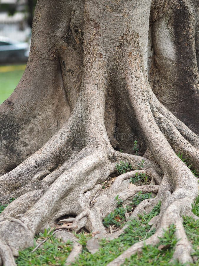 Large Trunk Big Tree Bark Rough Texture Stock Image - Image of tree ...