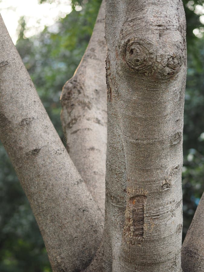 Large Trunk Big Tree Bark Rough Texture Stock Photo - Image of texture ...