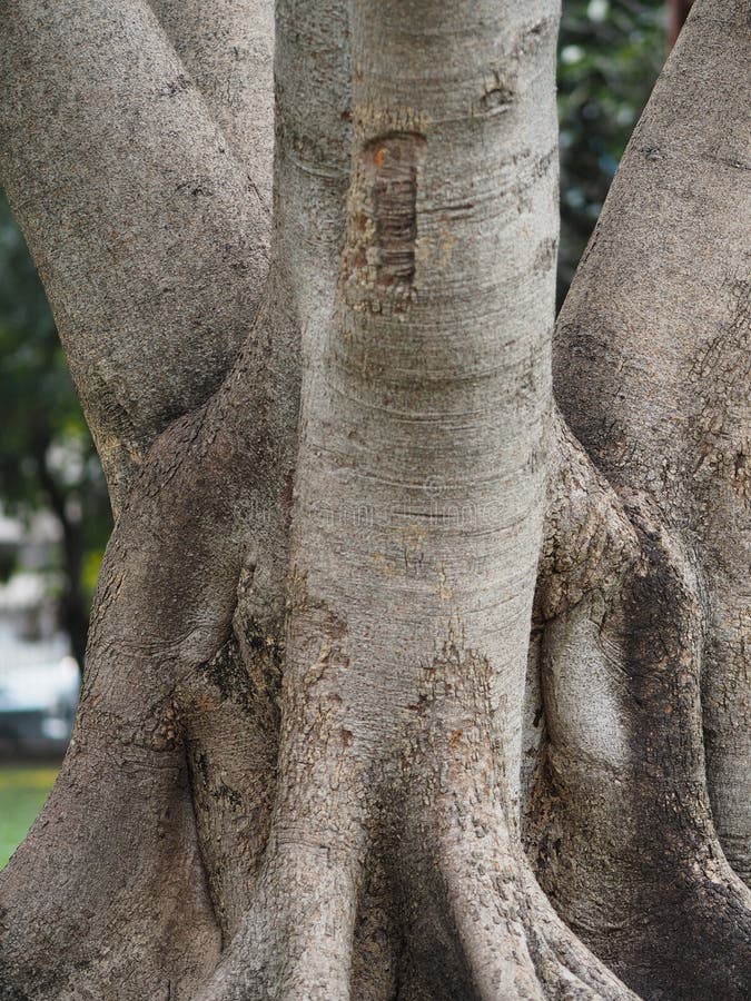 Large Trunk Big Tree Bark Rough Texture Stock Photo - Image of large ...