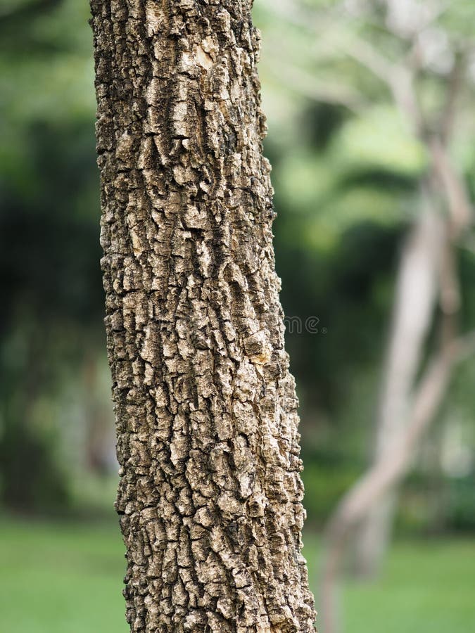 Large Trunk Big Tree Bark Rough Texture Grass Stock Image - Image of ...