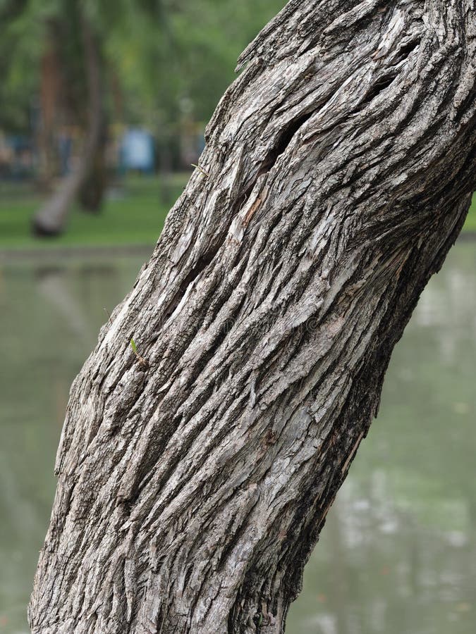Trunk Big Tree Bark Rough Texture Stock Image - Image of closeup, water ...