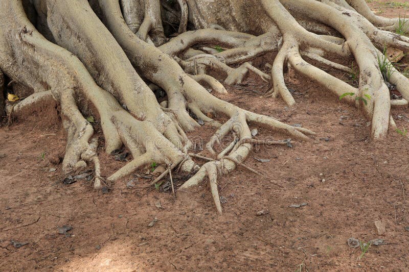 Trunk and Big Tree Roots, Tree Roots Tangle Around Each Other on the ...