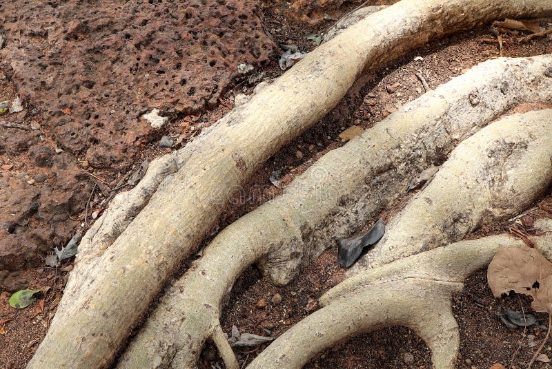 Trunk and Big Tree Roots, Tree Roots Tangle Around Each Other on the ...
