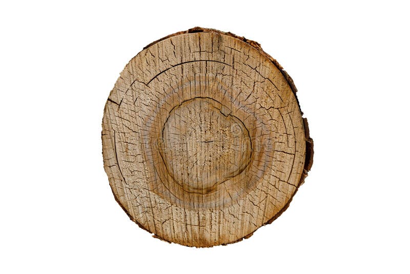 145 Cross Section Birch Trunk Isolated White Background Stock Photos ...