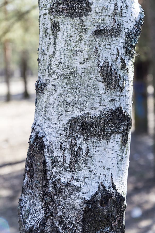 The trunk of birch. stock photo. Image of tree, bark - 84543986