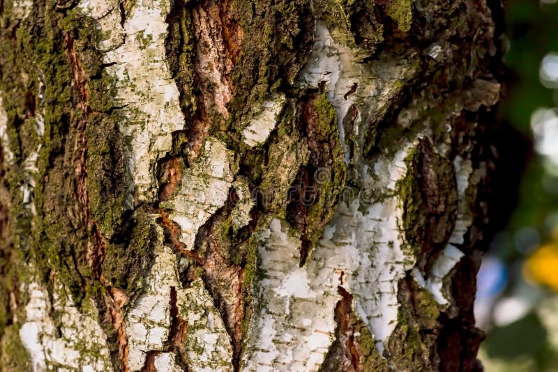 The Trunk of a Birch Growing among City Trees. Stock Image - Image of ...