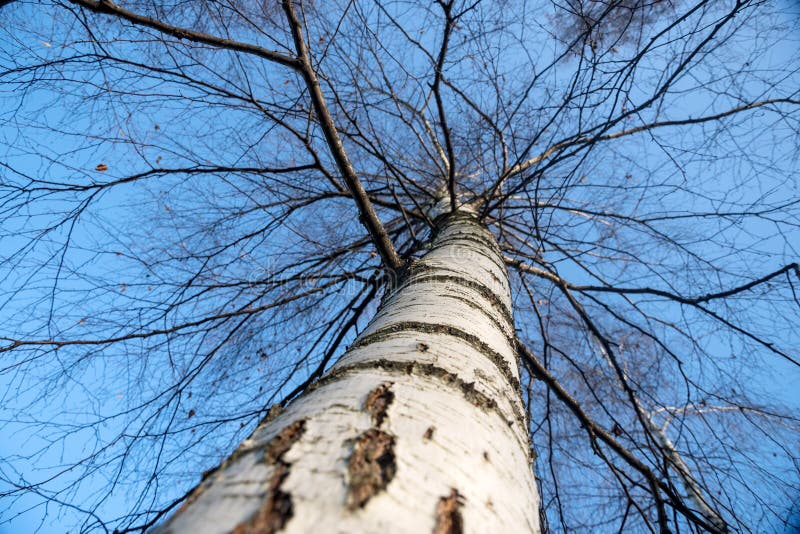 Trunk of Birch on Background of Branches and Blue Sky Stock Photo ...