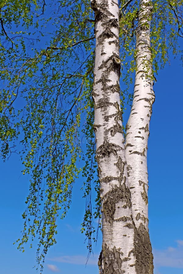 Trunk of a Birch Tree with Green Leaves Stock Photo - Image of good ...