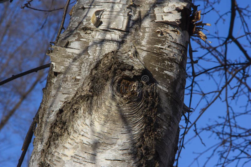 Peeling Birch Tree in Winter Stock Photo - Image of peeling, outdoor ...