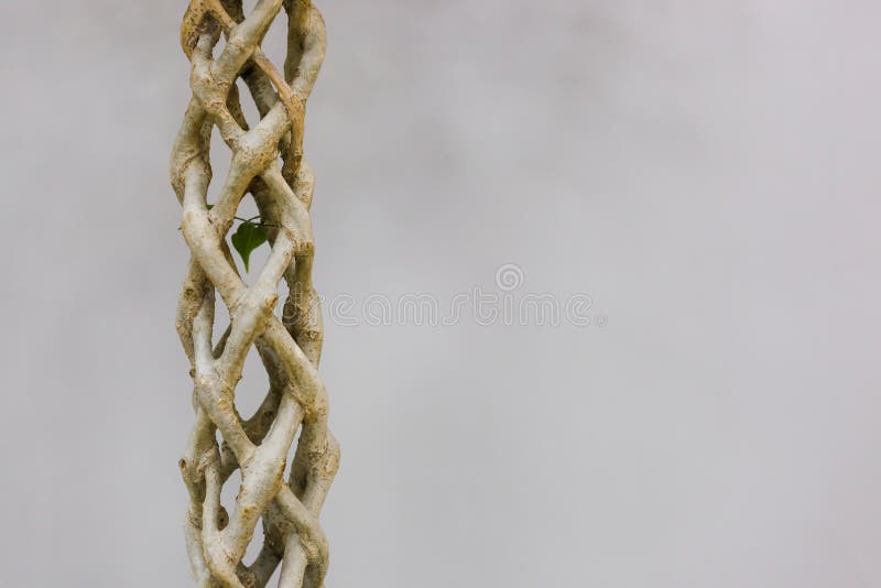 Braided Tree Trunk stock image. Image of nature, macro - 24868247