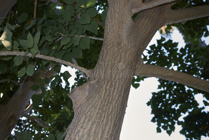 Trunk and Branch of Erythrina Corallodendron Tree Stock Photo - Image ...