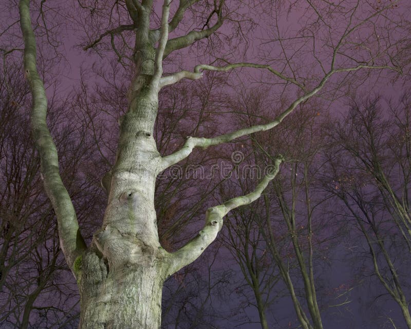 Trunk and Branches of Beech Tree in Dark Night with Artificial Light ...