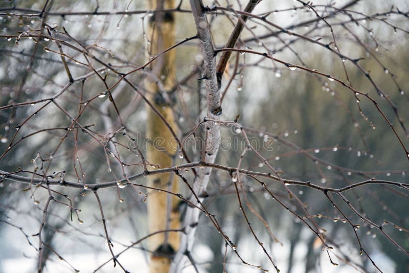 The Trunk and Branches of a Birch Tree during a Thaw in Winter, Drops ...