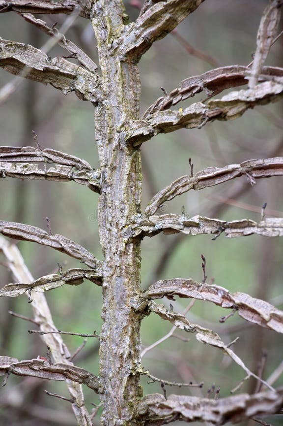 The Trunk and Branches of a Cork Elm Tree (Ulmus Minor Stock Image ...