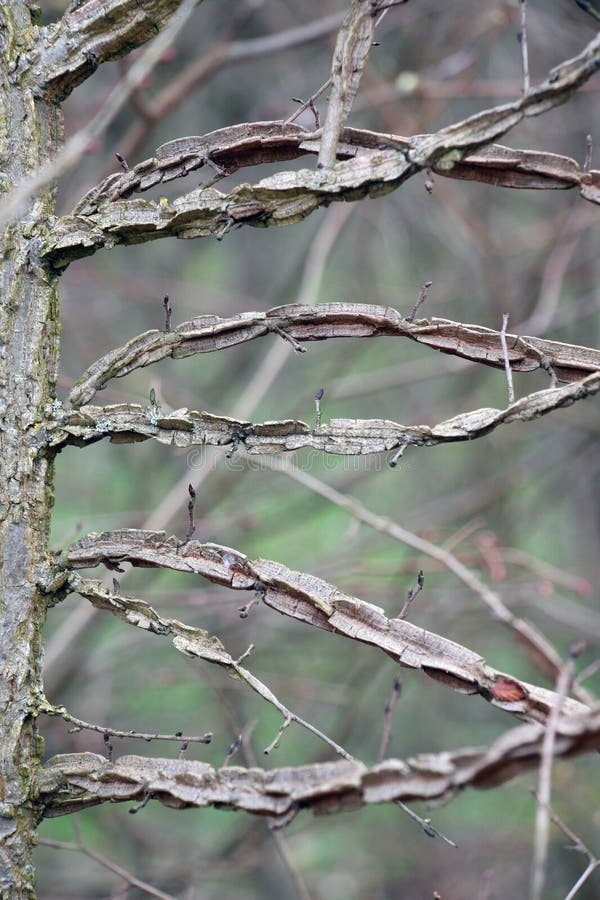 The Trunk and Branches of a Cork Elm Tree (Ulmus Minor Stock Photo ...