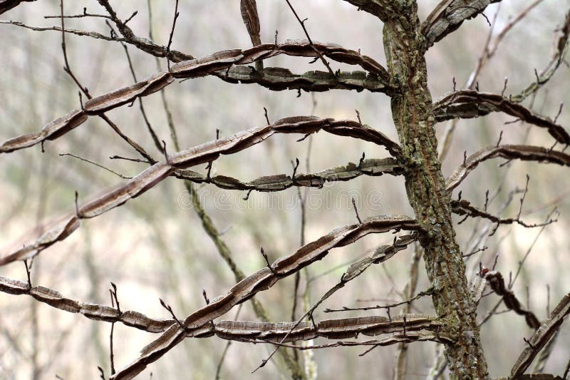The Trunk and Branches of a Cork Elm Tree (Ulmus Minor Stock Photo ...
