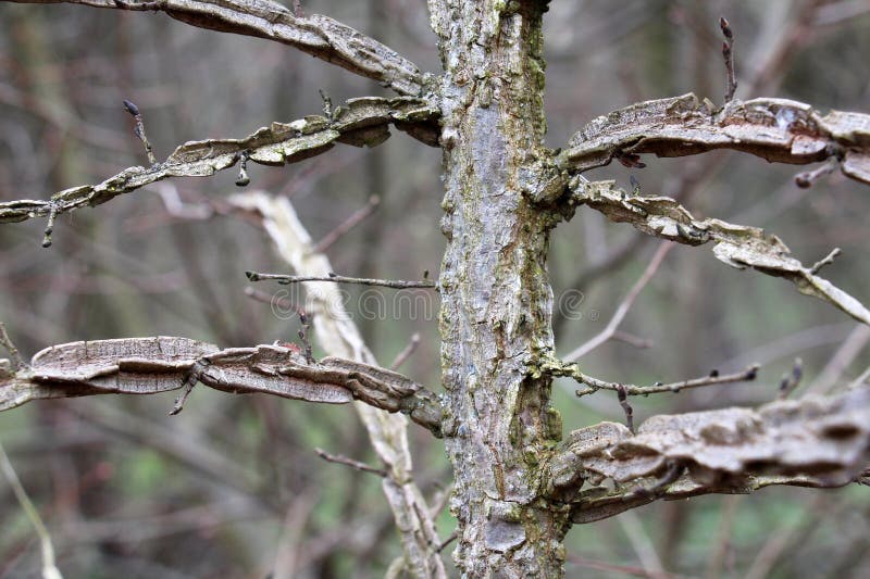 The Trunk and Branches of a Cork Elm Tree (Ulmus Minor Stock Image ...