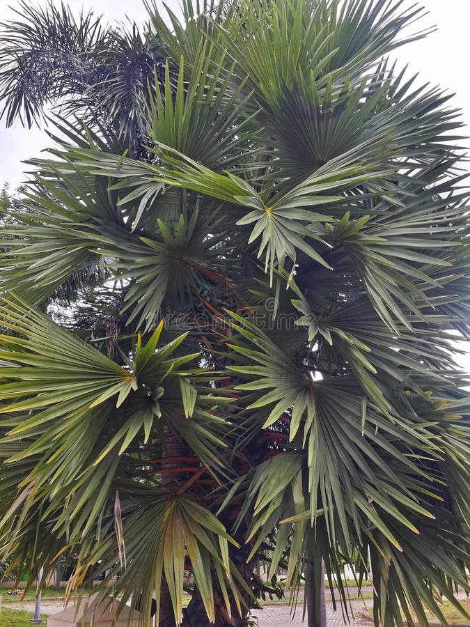 Trunk Branches of Enau Trees in Eastern Indonesia 2 Stock Image - Image ...