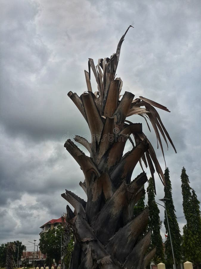 Trunk Branches of Enau Trees in Eastern Indonesia Stock Photo - Image ...