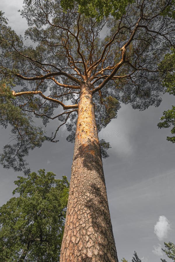 Trunk and Branches of a Huge Pine Tree Stock Photo - Image of tall ...