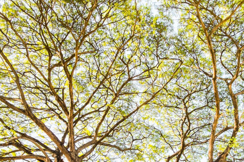 Trunk, branches and leaves stock photo. Image of color - 71117916