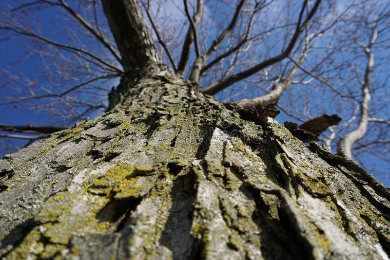 Trunk and branches stock image. Image of tree, sunny - 154037229