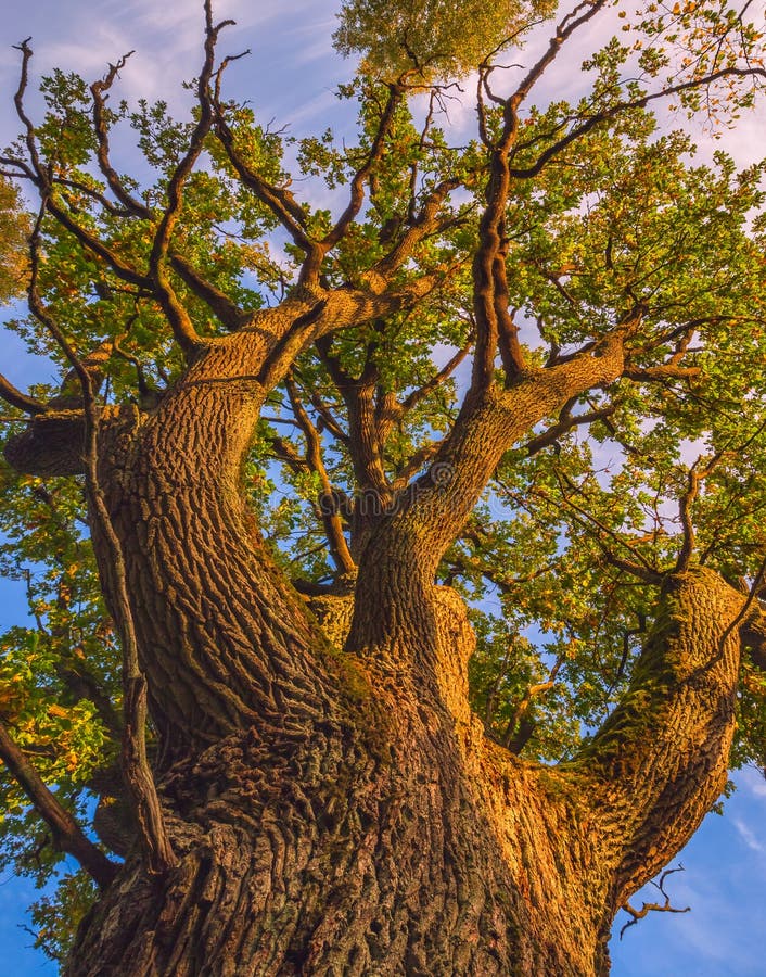 The Trunk of Old Oak Tree, Evening Light Stock Photo - Image of ...