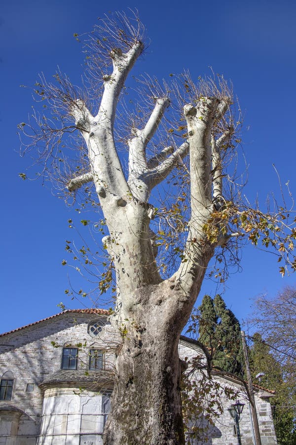 The Trunk and Branches of an Old Plane Tree with Young Shoots Stock ...