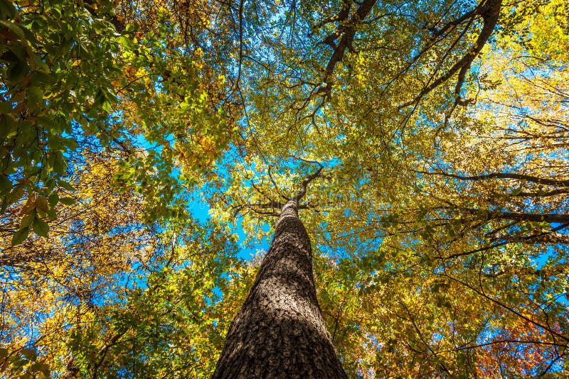 Trunk and Branches of the Old Tree Crown Stock Photo - Image of ...