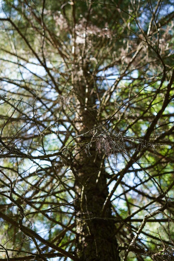 Trunk and Branches of Sequoia Giant Tree in the Forest with Sunlight ...