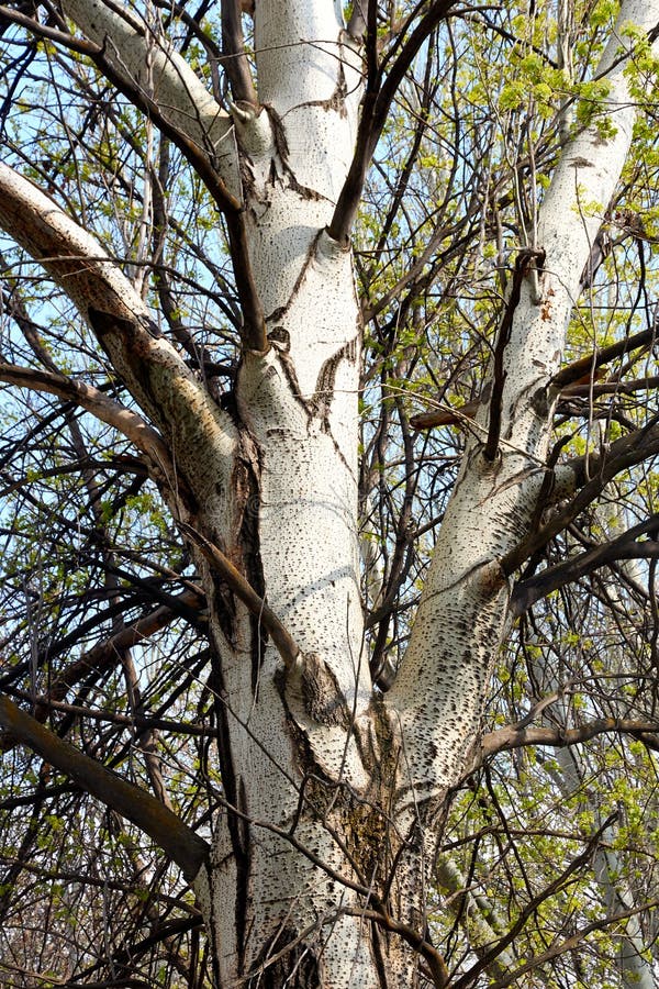 813 Silver Poplar Photos - Free & Royalty-Free Stock Photos from Dreamstime