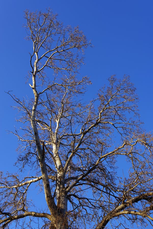 Tree Branches without Leaves in Winter Against the Blue Sky Stock Photo ...