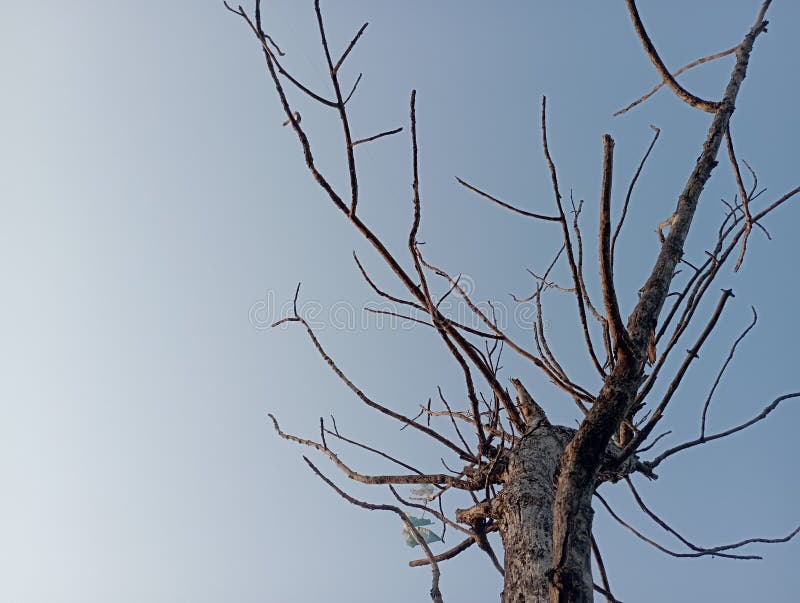 The Trunk and Branches of a Tree Dry Out during the Long Dry Season ...