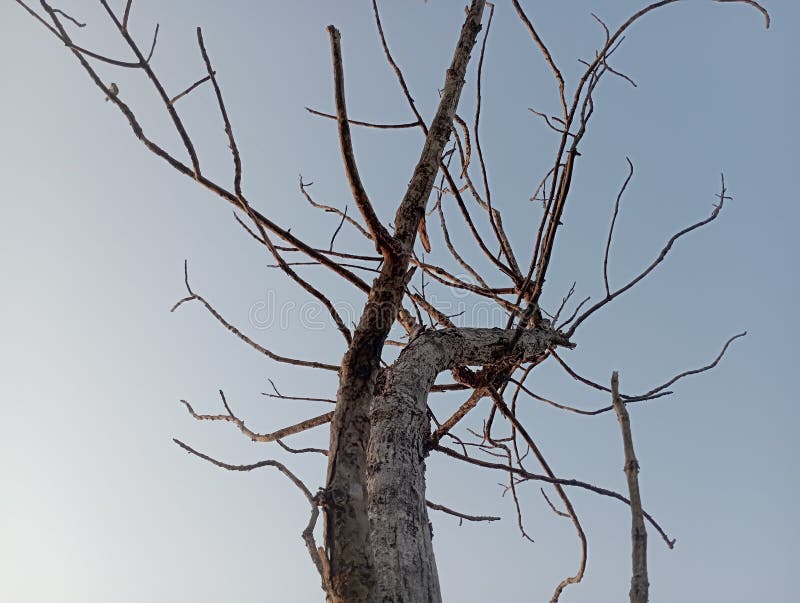 The Trunk and Branches of a Tree Dry Out during the Long Dry Season ...