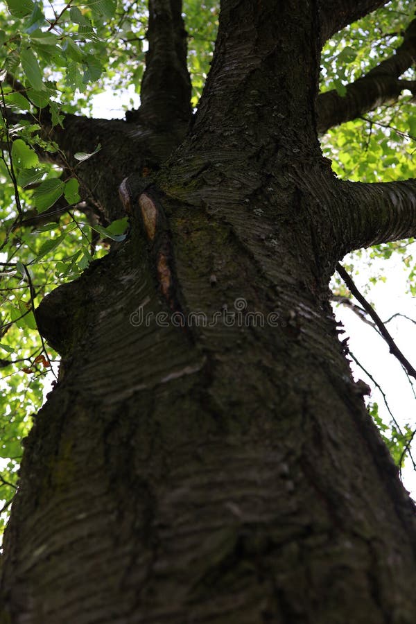 The Trunk and Branches of a Tree Overhead Stock Photo - Image of jungle ...
