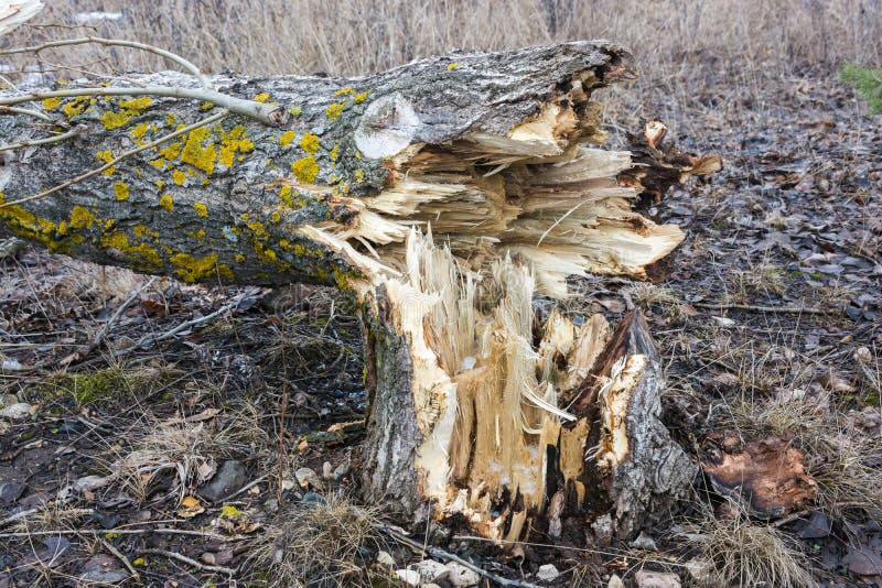 The Trunk of a Broken Tree. Stock Image - Image of autumn, texture ...