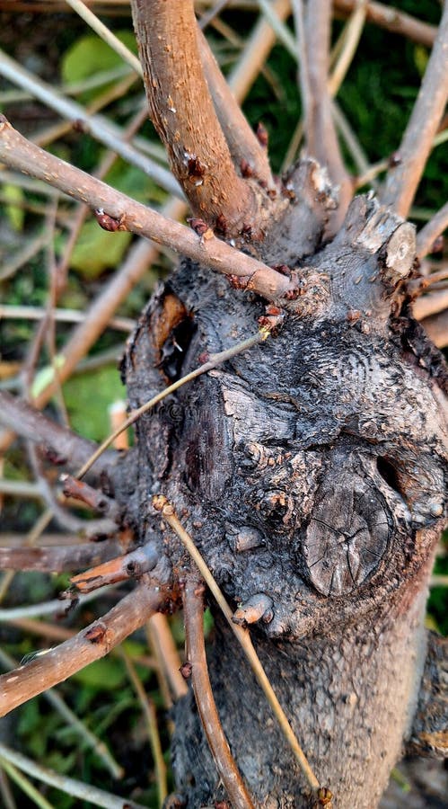 The Trunk of a Burnt Tree with Many Branches Still Intact. Stock Image ...