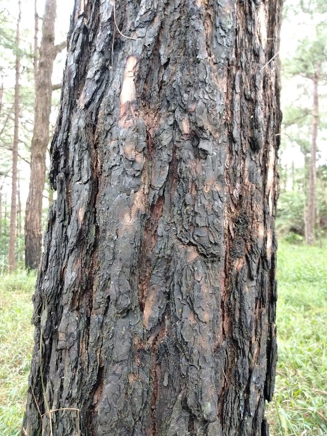 The Trunk of a Burnt Tree Turned Black. Stock Photo - Image of trail ...