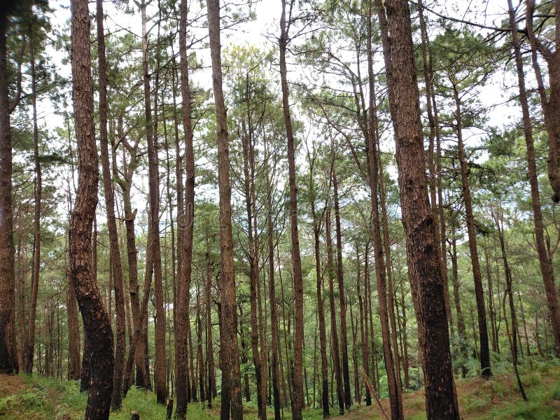The Trunk of a Burnt Tree Turned Black. Stock Image - Image of sunlight ...