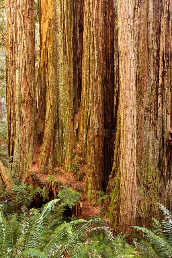 Trunk of California Redwood Tree among Ferns Stock Photo - Image of ...