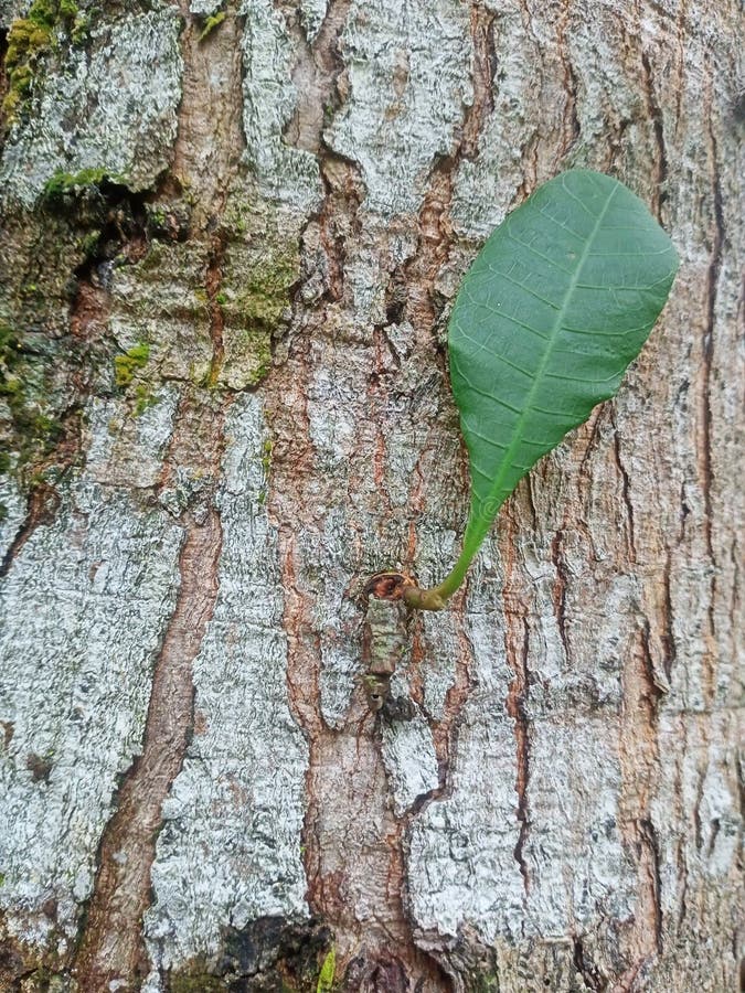 Single Green Leaf Sprouting from Textured Tree Bark Stock Image - Image ...
