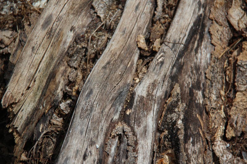 Trunk of a Centenary Tree, Full Screen Front View, Stock Image - Image ...